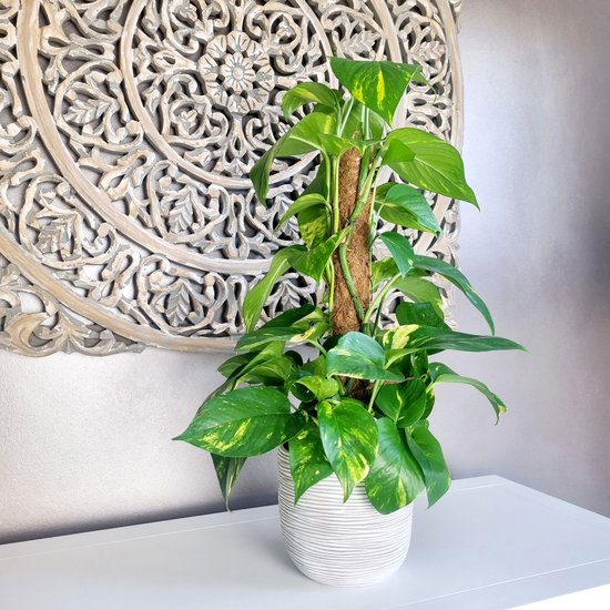 Epipremnum incl. mosstok 'Aureum' - Scindapsus - Klimmende kamerplant ...