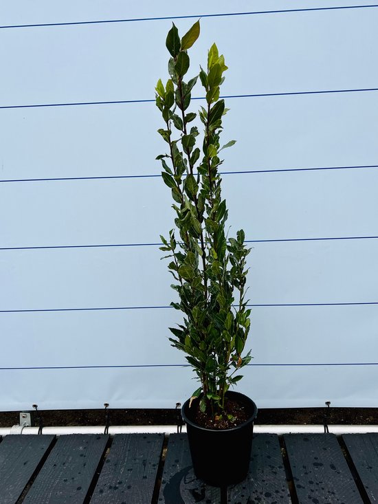 LAURUS NOBILIS - LAURIER STRUIK 120 cm - Eetbare laurier | bol.com