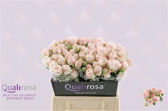 10x Rosa bombastic 40cm | bol