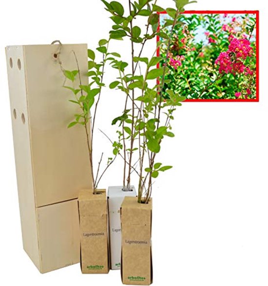 Jupiterboom - Lagerstroemia Indica - Sierplant Voorjaarsbloei - Jonge ...