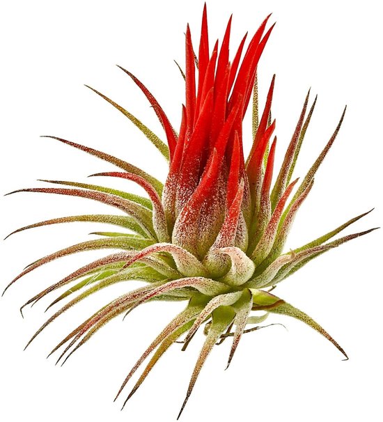 Tillandsia Rood Mix | Mix van rode luchtplanten | ca. 6 cm groot | Vaak ...