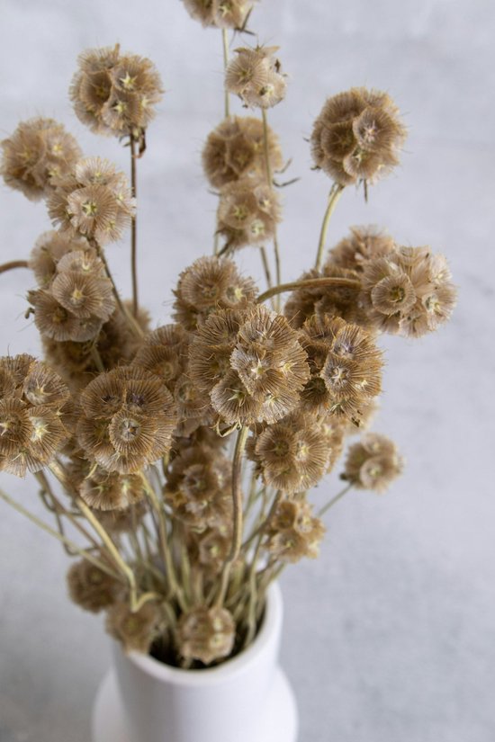 Couronne - Bundeltje gedroogde bloemen 'Scabiosa Stellata Pod' (Natural ...