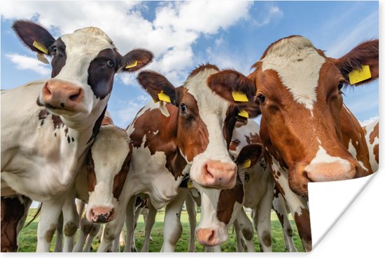 Affiche Vaches - Animaux - Pâturage - Nature - 30x20 cm | bol