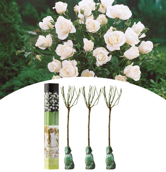 NatureNest - Mini stamroos - Meillandina Mini - Wit - 3 stuks - 55-70 ...