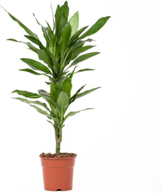 NatureNest - Drakenbloedboom - Dracaena Janet Lind - 60-70cm | bol