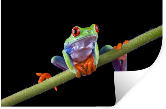 Muurstickers - Sticker Folie - Kikker - Plant - Zwart - 60x40 cm ...