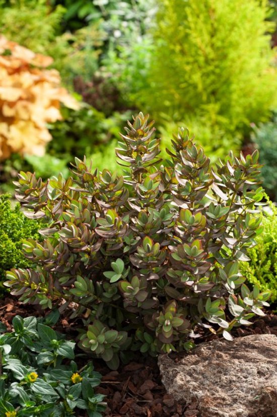 Plants Online - Tuinplanten - Heesters - Set van 1 - Hebe 'Red Edge ...