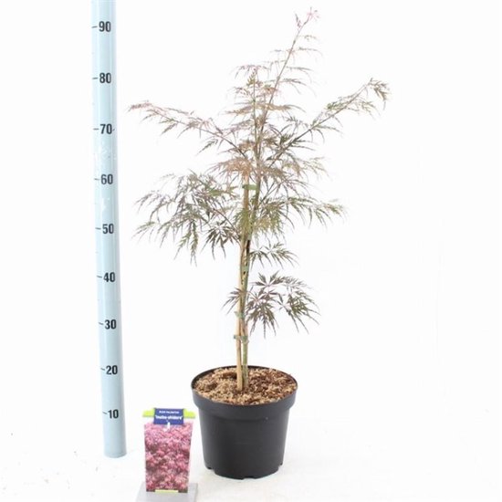 Plants Online - Tuinplanten - Heesters - Set van 1 - Acer palmatum ...