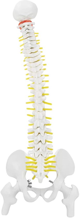 Allecto Plus - Flexibel Menselijk Wervelkolommodel 38cm met 5 Rollen en ...