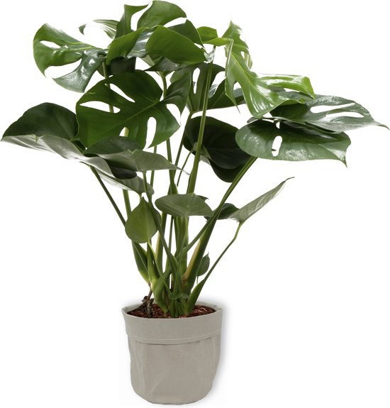 Plante d'intérieur Monstera Deliciosa Tauerii Large - Plante trouée - ± ...