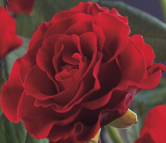 Klimroos Rood Rosa Pauls Scarlet Climber 75 cm klimplant | bol