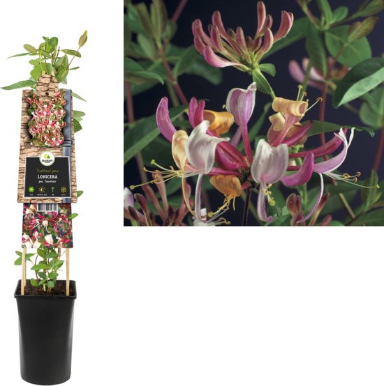 Klimplant Lonicera per. Serotina 75 cmVan der Starre | bol.com