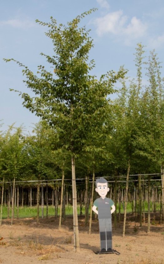 Haagbeuk volgroeid | Carpinus betulus | Bomenbezorgd.nl | bol