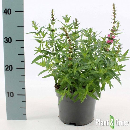 6x Kattenstaart / Lythrum salicaria 'Robert' | Meerjarige/Vaste planten ...