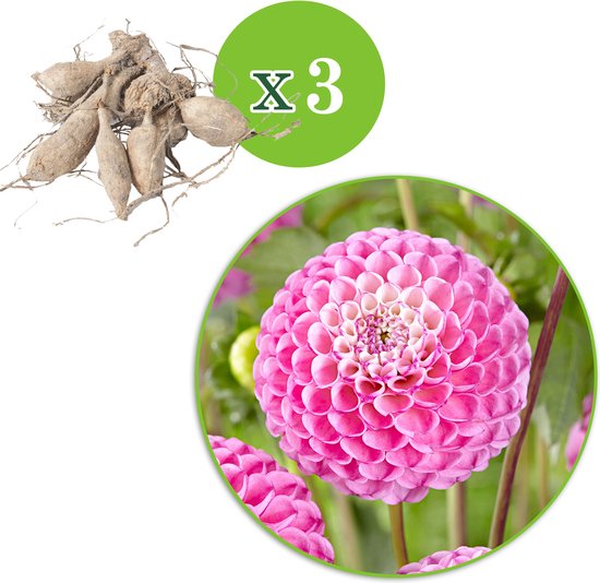 3x Dahlia "Zippity Do Da" - Dahlia bollen - Paars-roze bloemen - Dahlia ...
