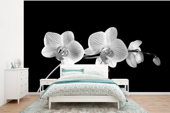 Behang - Fotobehang Orchidee - Bloemen - Zwart - Roze - Knoppen ...