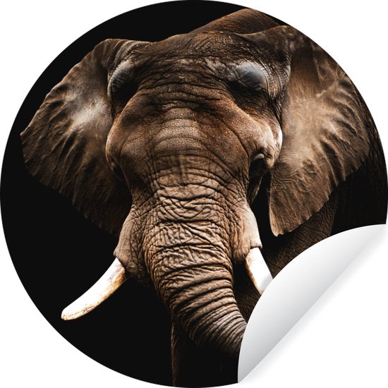 WallCircle - Muurstickers - Behangcirkel - Olifant - Dieren - Tanden - ⌀ 140 cm -... | bol