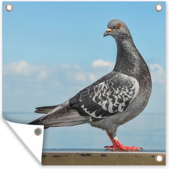 Tuin poster Een prachtige duif zit op een muurtje bij de zee - 200x200 ...