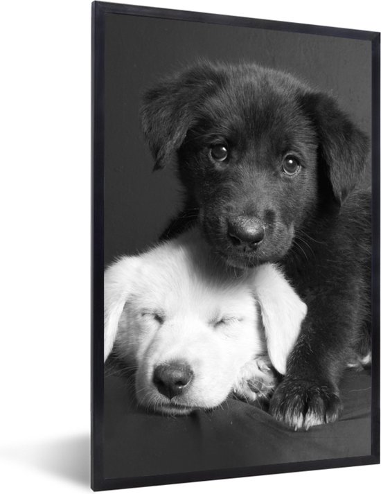 Fotolijst incl. Poster - Honden - Puppy - Zwart - Wit - Dieren - 60x90 ...