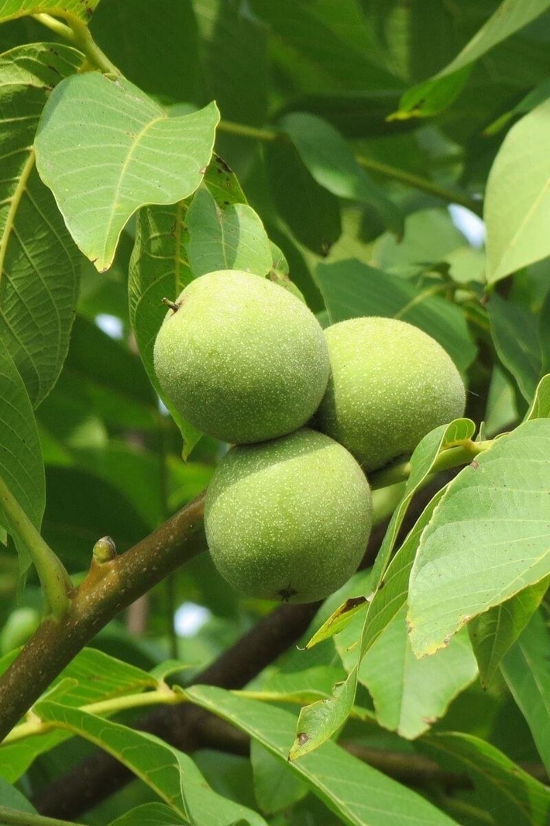 Jonge Walnotenboom | Juglans regia 'Coenen' | 40-60cm hoogte | bol.com