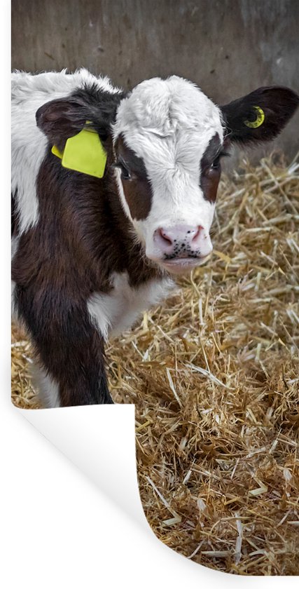 Muurstickers - Sticker Folie - Koe - Stro - Kalf - Dieren - 60x120 cm - Plakfolie -... | bol