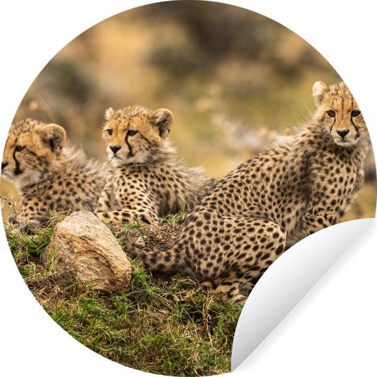 WallCircle - Muurstickers - Behangcirkel - Luipaard - Bos - Dier - ⌀ 140 cm -... | bol