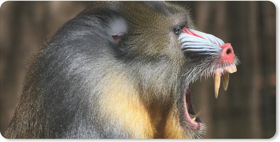 Bureauonderlegger - Noord-Afrikaanse baviaan met een open mond - 60x30 ...