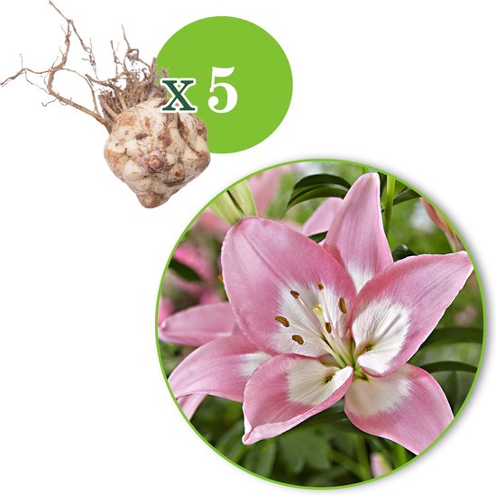 5x Lilium asiaticum 'Levi' - Aziatiasche Lelies - Roze - Winterhard - 5 ...