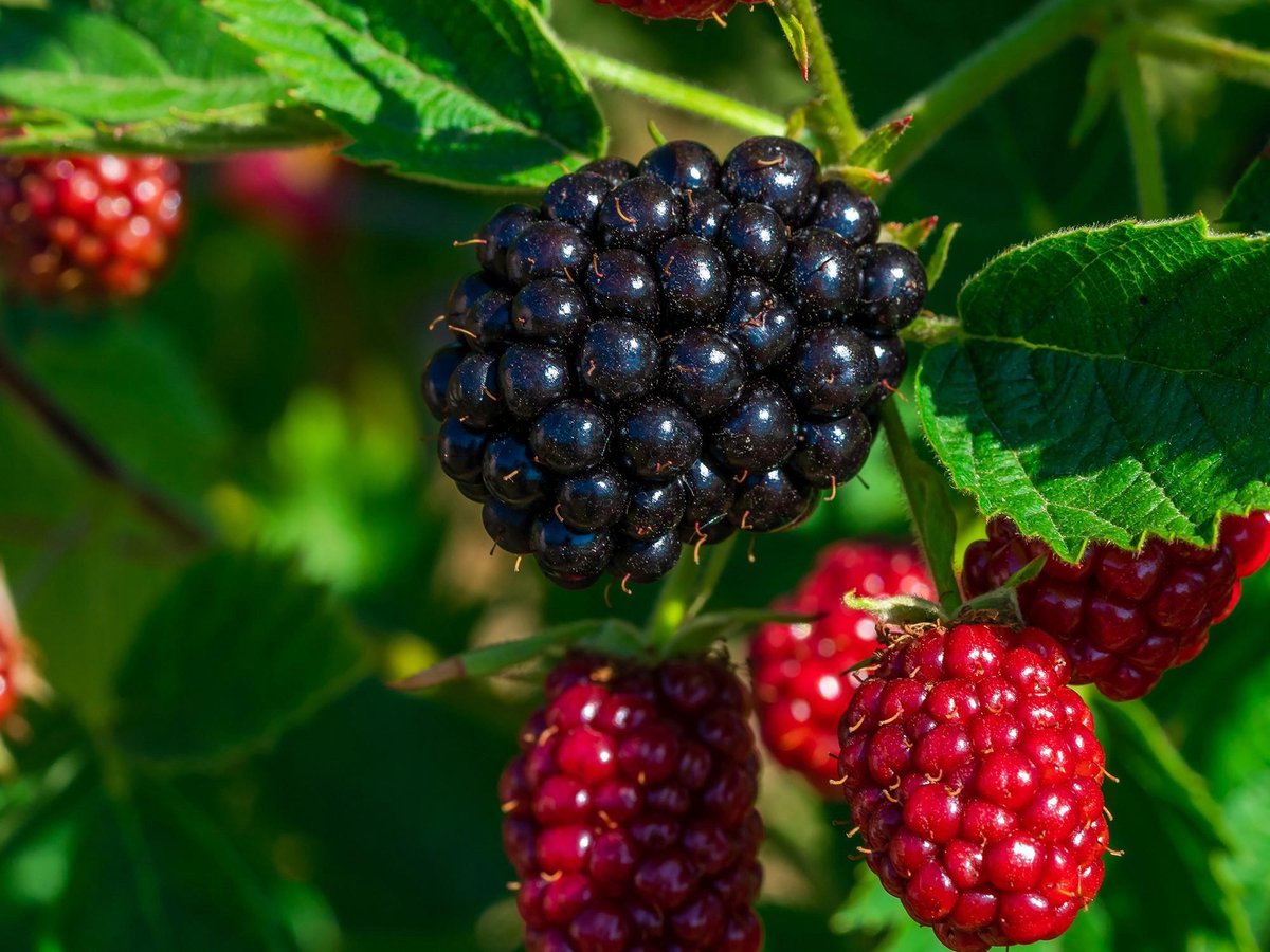 Moerbei | Morus 'Mojo Berrie' - Buitenplant in pot ⌀13 cm - ↕15-20 cm ...