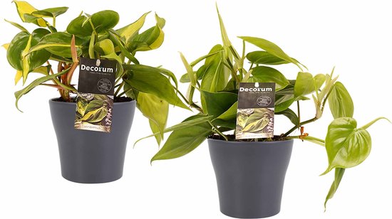 Decorum Duo Philodendron Brazil - Philodendron Scandens met potten Anna Grey - Set van... | bol.com