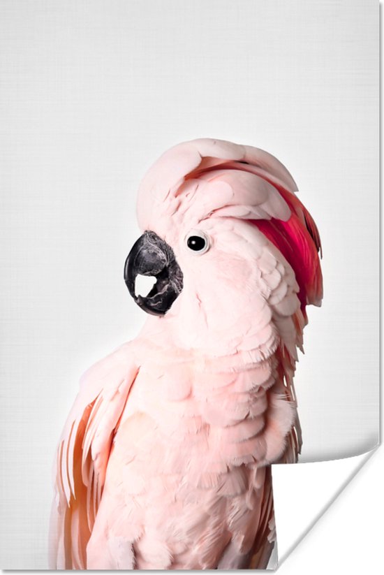Kaketoe - Roze - Dieren - Natuur | bol.com