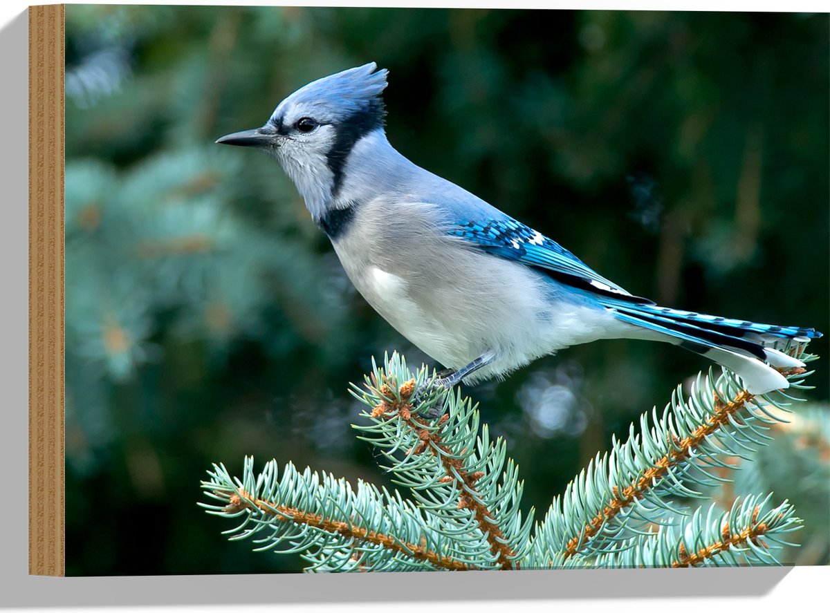 Hout - Blauwe Gaai Vogel met Spitse Snavel op Groene Naalden Plant ...