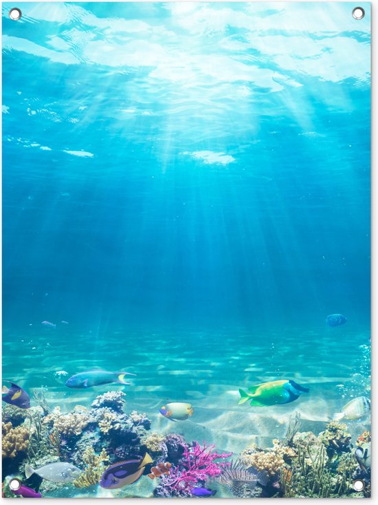 Tuinschilderij Onderwaterwereld - Zeedieren - Water - Zee - Koraal ...