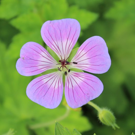 6x Ooievaarsbek - Geranium 'Sweet Heidy'® - Pot 9x9cm | bol