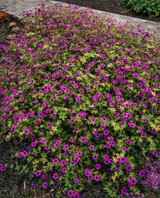 Geranium 'Ann Folkard' - 2 liter pot | bol