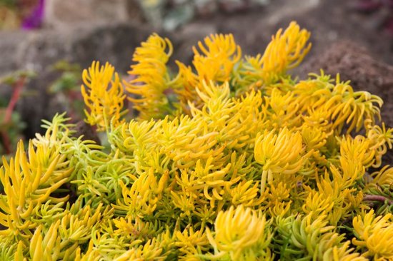 Set van 3 | Sedum reflexum - 0.7 liter pot | bol
