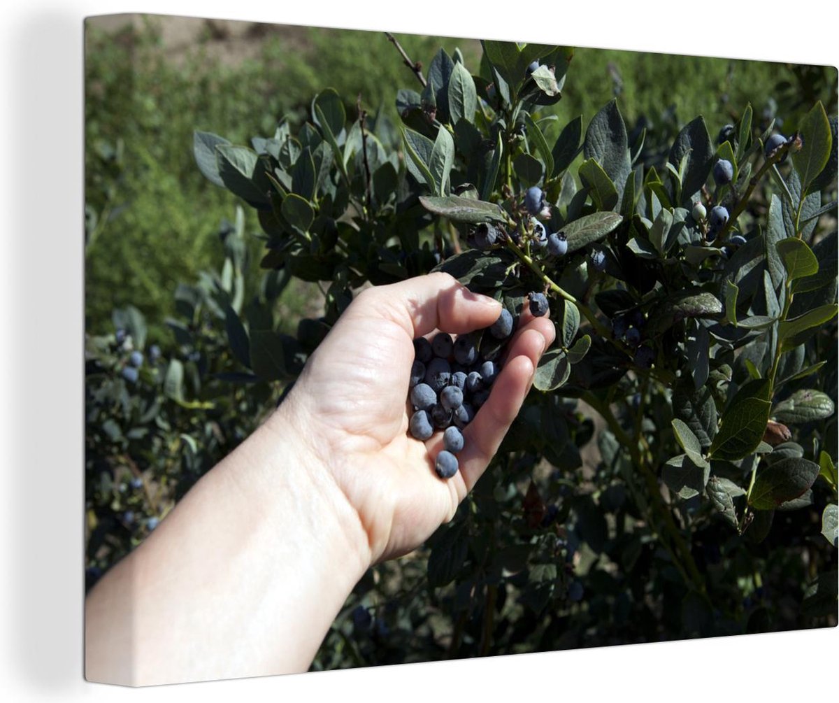 Canvas Schilderij Bessen - Struik - Blauw - 90x60 cm - Wanddecoratie ...