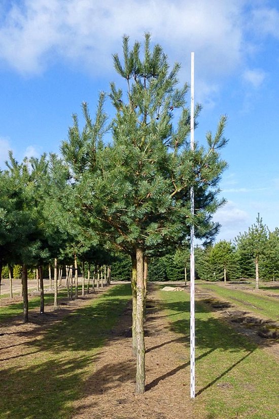Grove den hoogstamboom - Pinus sylvestris | Omtrek: 6-10 cm | Hoogte ...