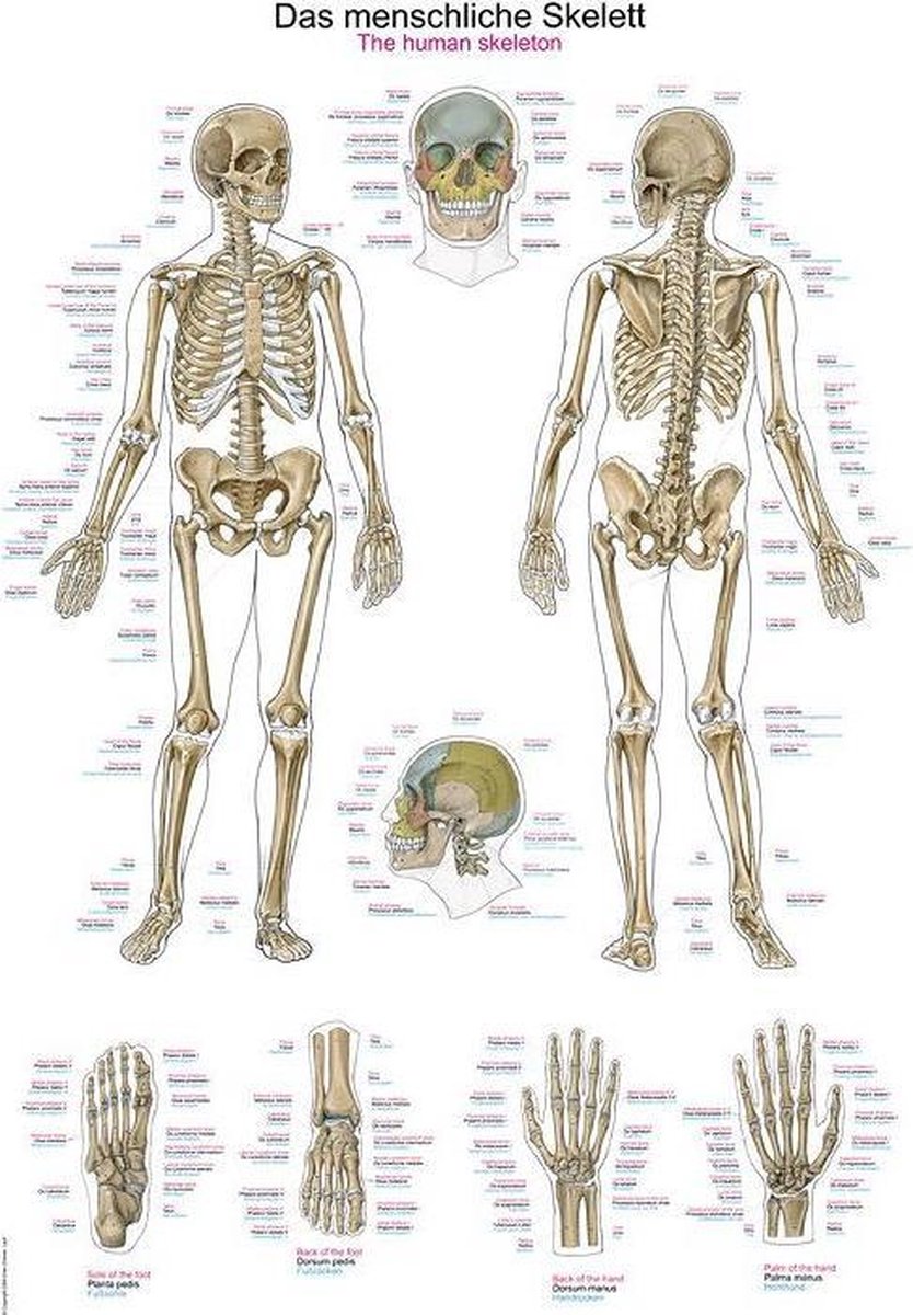 bol.com | Het menselijk lichaam poster - Skelet poster (Duits/Engels ... bol.com | Het menselijk lichaam poster - Skelet poster (Duits/Engels ...