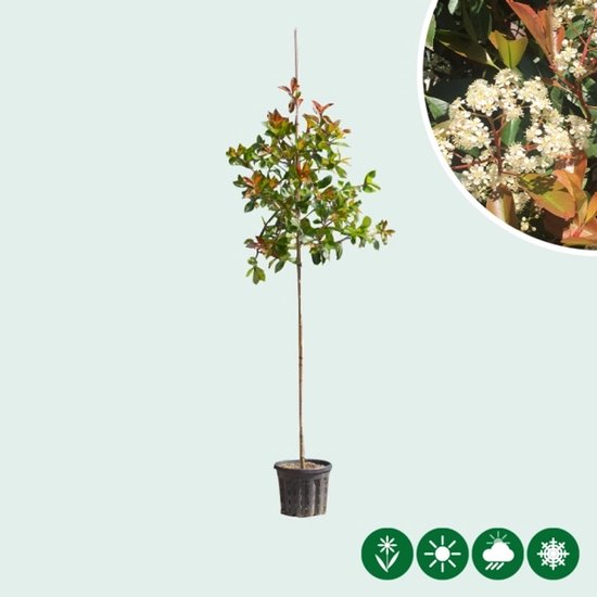 Glansmispel boomvorm | Photinia f. 'Red Robin' 6-8 cm | Bomenbezorgd.nl | bol