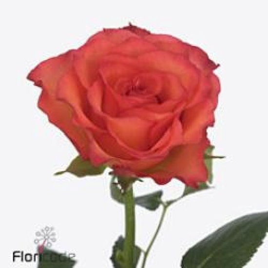 20x Rosa meteor 60cm | bol