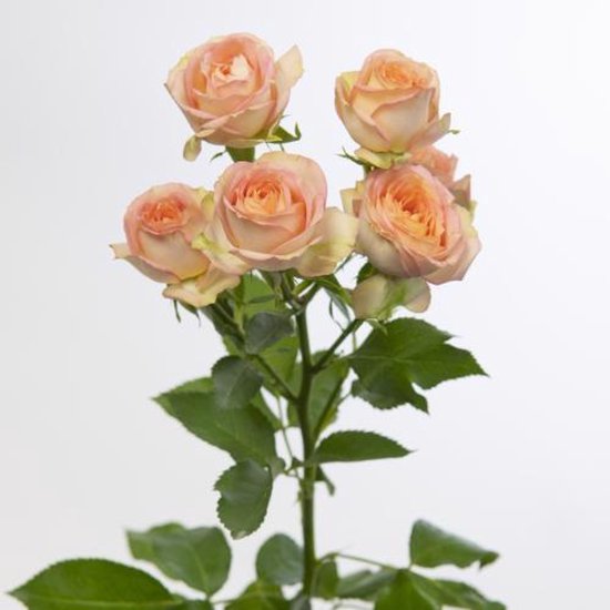 10x Rosa azore 60cm | bol