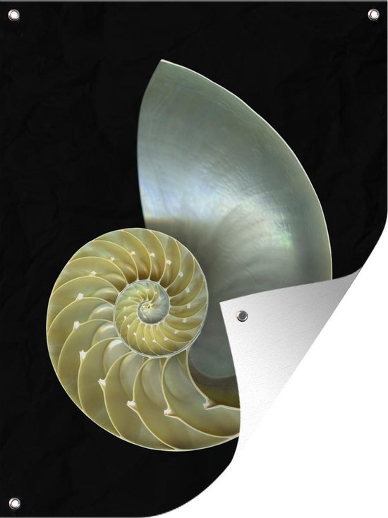 Tuin decoratie Schelp - Zwart - Parelmoer - 30x40 cm | bol.com