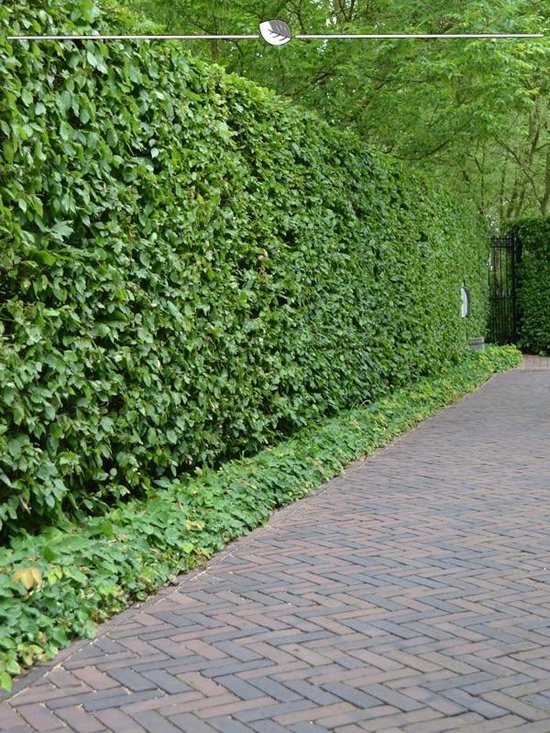 Groene Beuk Fagus sylvatica 125-150 cm Blote wortel, 180x Haagplant ...