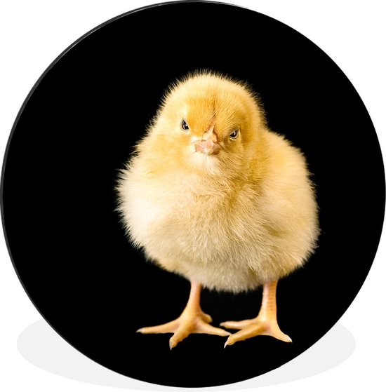 Wandcirkel Kuikentje aluminium - Schattig kuikentje op een zwarte ...