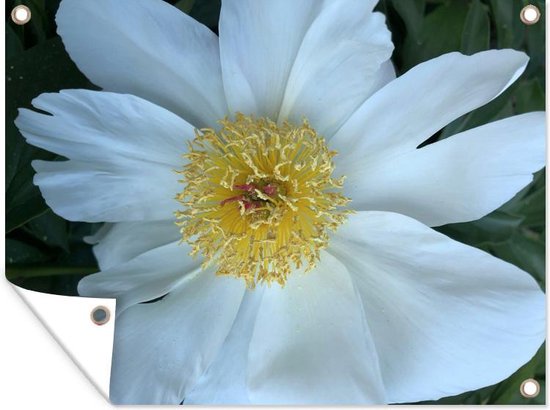 Muurdecoratie buiten Foto van een open witte pioenroos - 160x120 cm ...