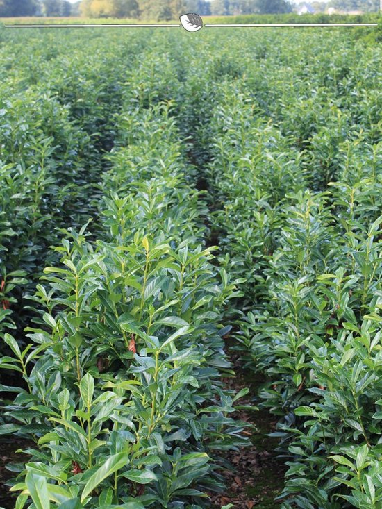 Laurier Prunus Genolia 120-140 cm in Pot, 30x Haagplant | bol