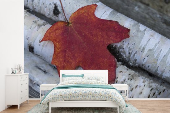 Behang - Fotobehang Een rood blad wat op meerdere ruwe berken ligt ...