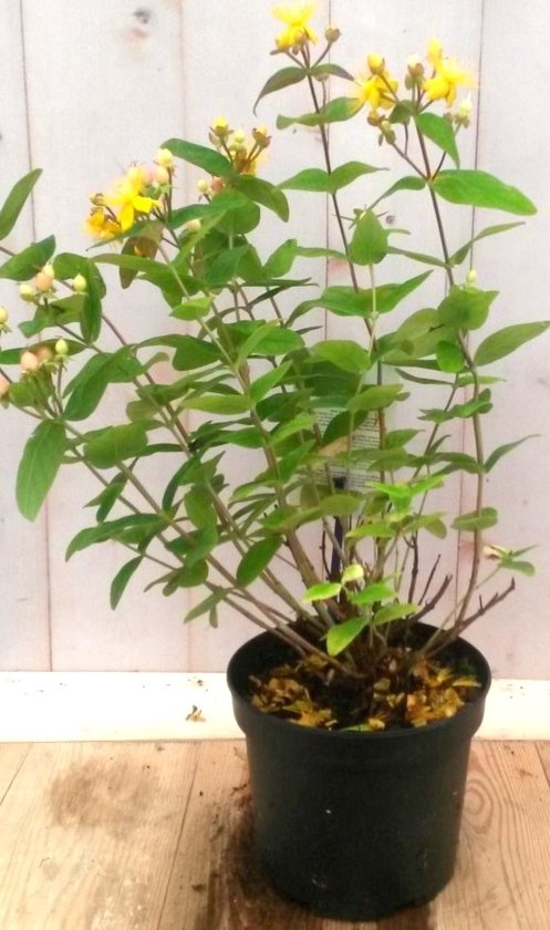 Hypericum | bol