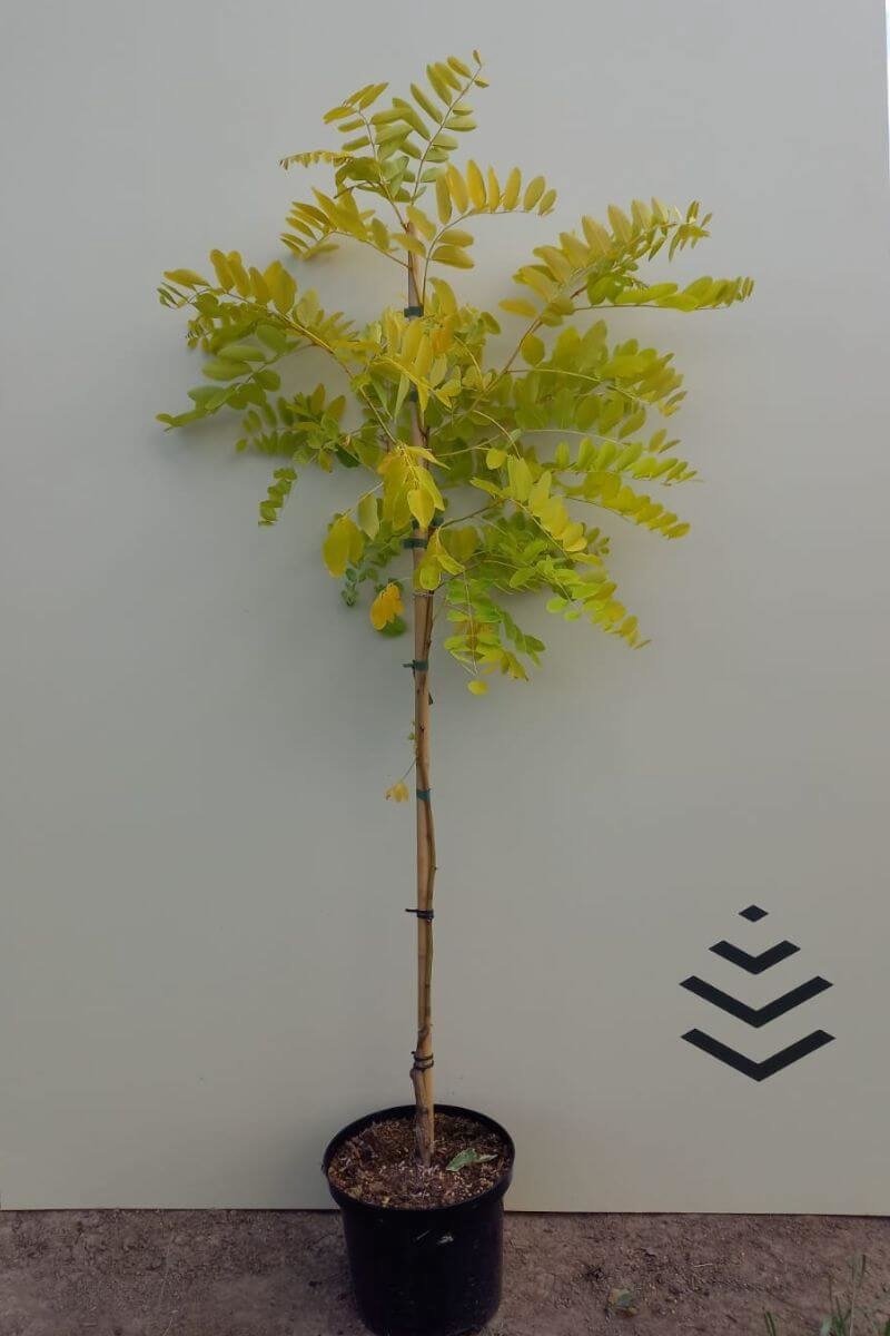 Jonge Gele Acacia boom | Robinia pseudoacacia 'Frisia' | 150-200cm ...